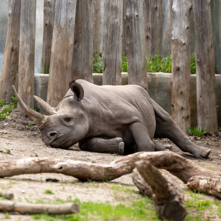 Potter Park Zoo shares update on sick rhino