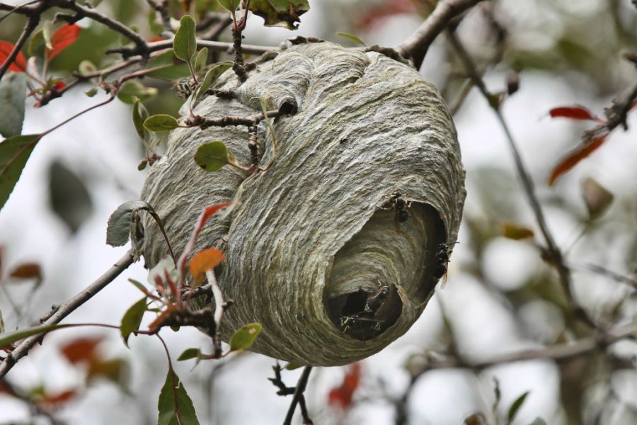 Radioactive wasp nest found near South Carolina nuclear facility: DOE ...