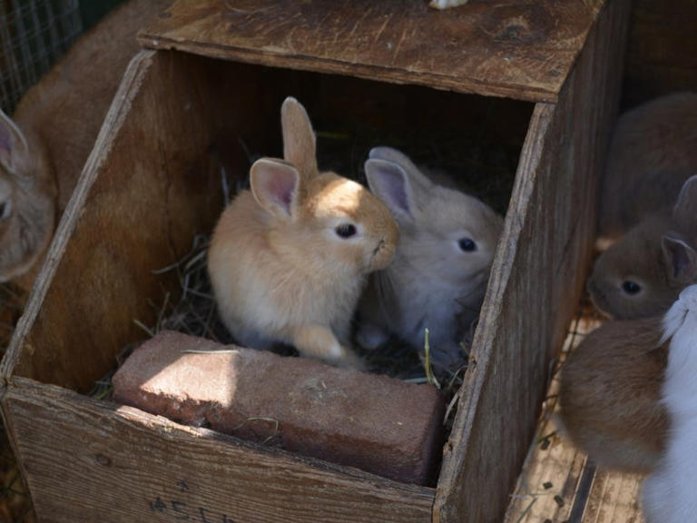 Rescuers Save 80+ Rabbits From Rural Property, GoFundMe To Help With Care