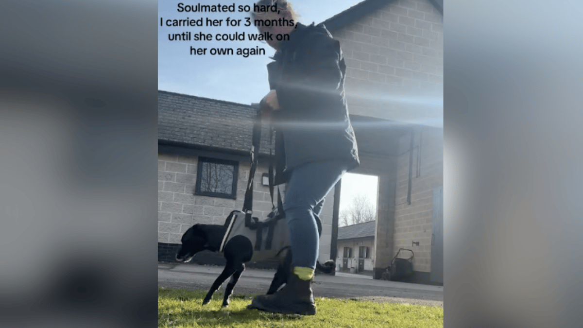 Owner carries dog for months, after she developed sudden unexplained ...