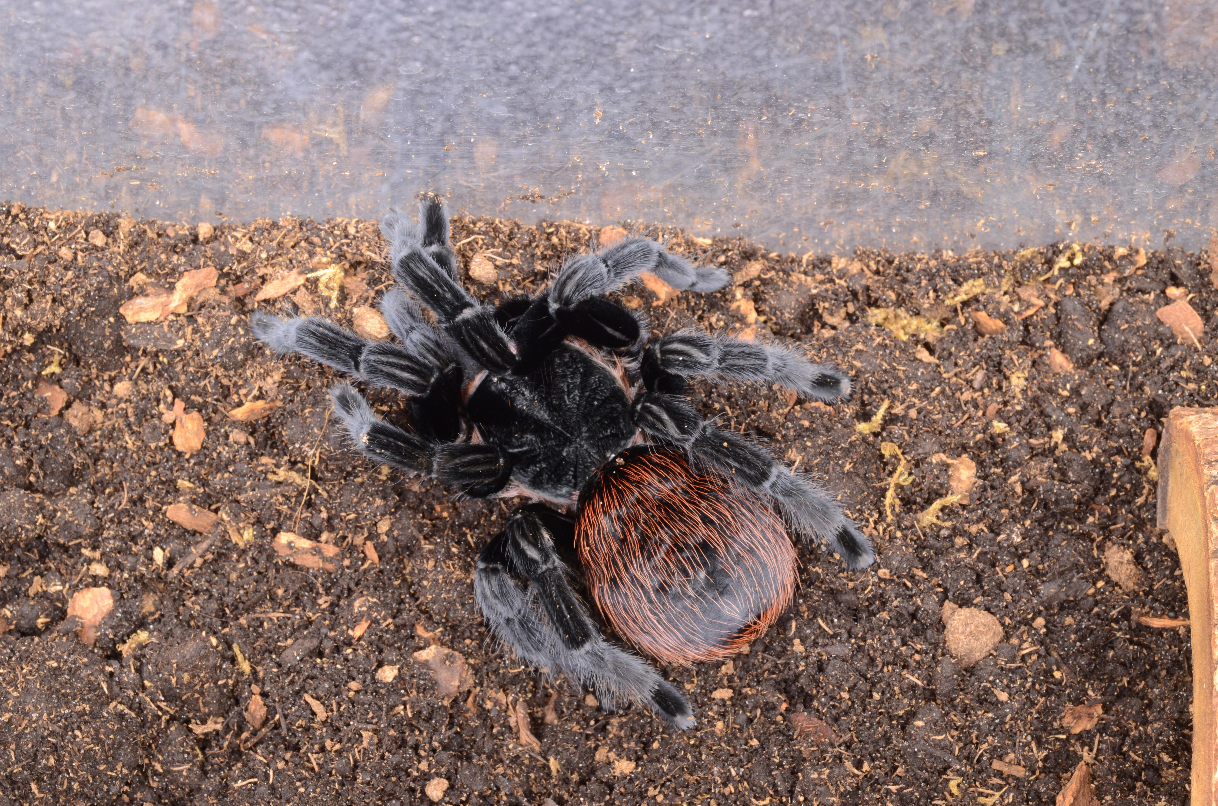 Are there tarantulas in Florida? What to know about these large, hairy ...