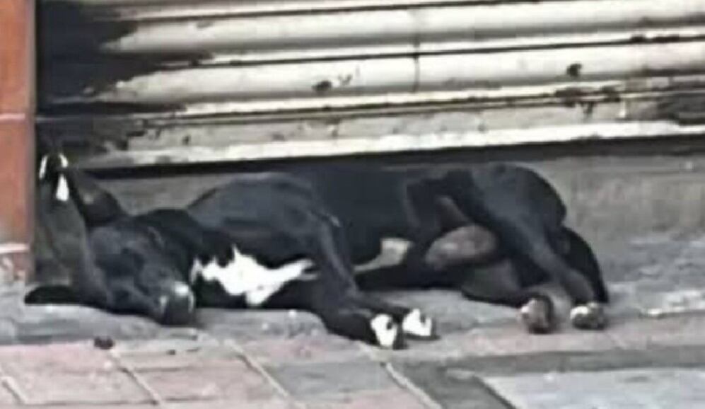 Hachi en la vida real: perro esperó tres días en el local donde mataron ...