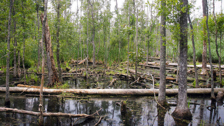 North Carolina's Quiet State Park Offers A Plethora Of Coastal ...