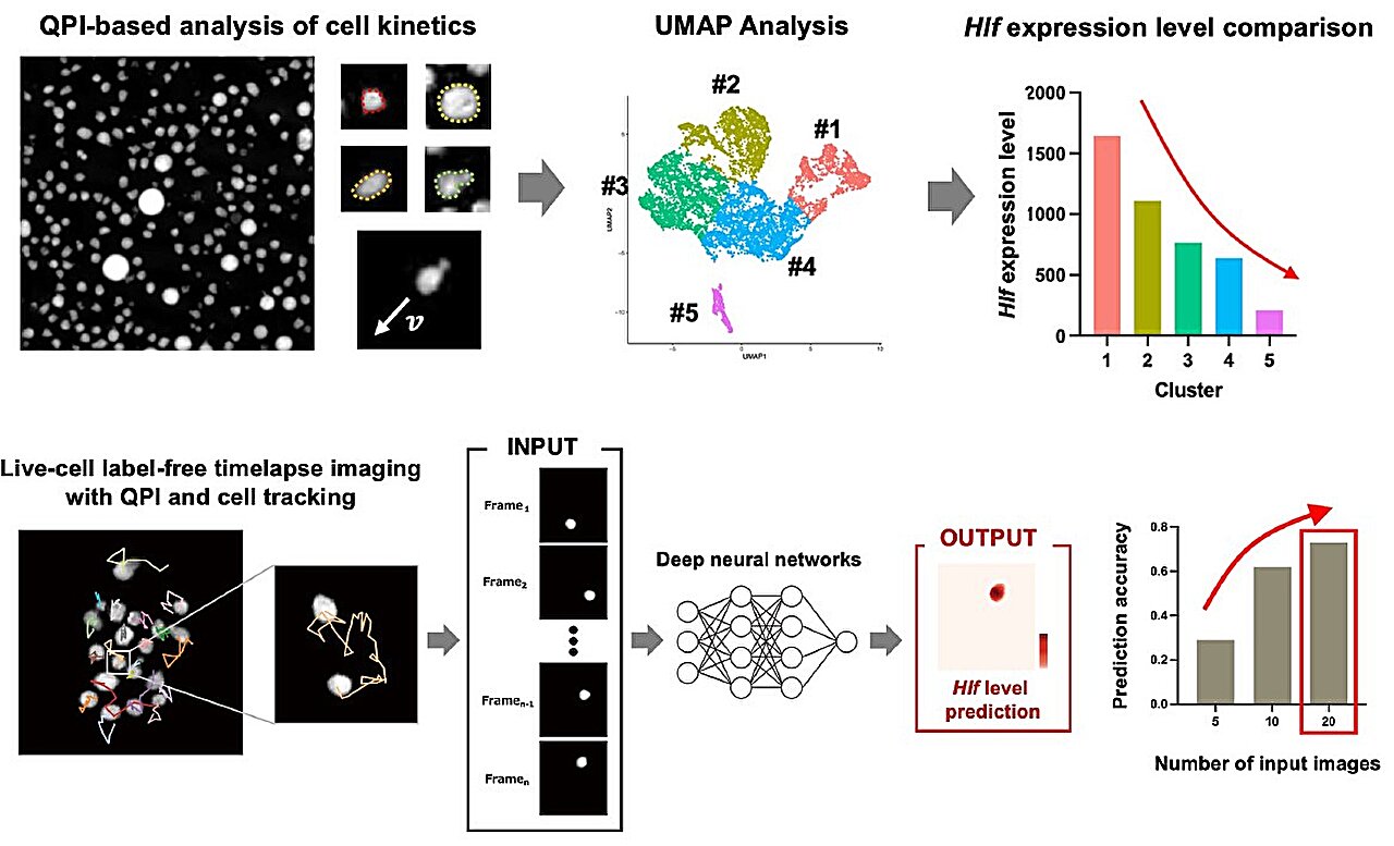 Assessing blood stem cell quality by analyzing cell behavior in real time