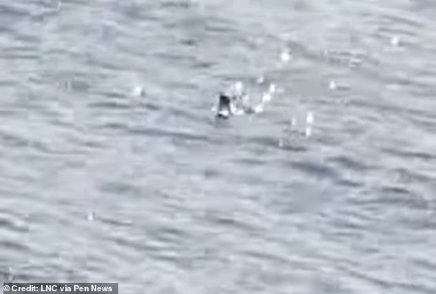 Loch Ness monster hunter is STUNNED as 'Nessie's head' is filmed rising ...