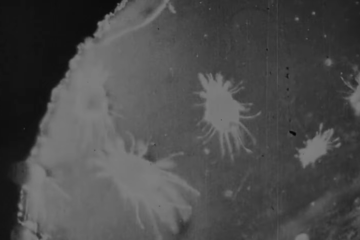 The bizarre 1903 film that turned cheese mites into movie stars