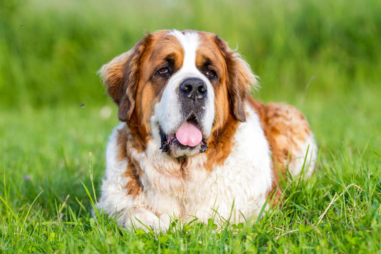Saint Bernard Lets ‘His Baby’ Spoon-Feed Him Dinner With the Silliest ...
