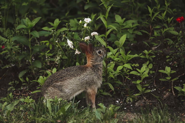 How to Stop Rabbits From Eating Your Roses, According to a Gardening Expert