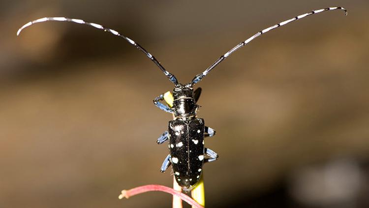 This one's a killer! USDA says to be on the lookout for this beetle