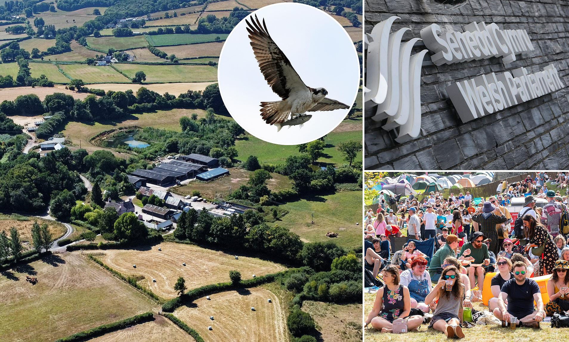 Most expensive bird's nest in history! Ospreys leave Welsh Labour with ...