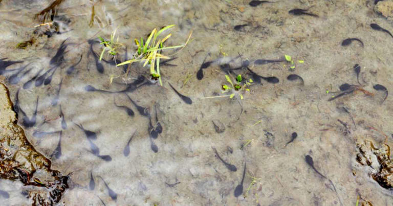 First Complex Life on Earth Formed 1.5 Billion Years Earlier Than ...