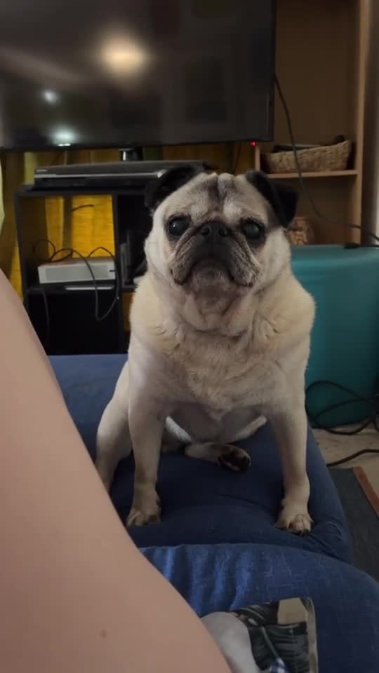 Did My Pug Just Talk Back? Watch This Hilarious Moment!