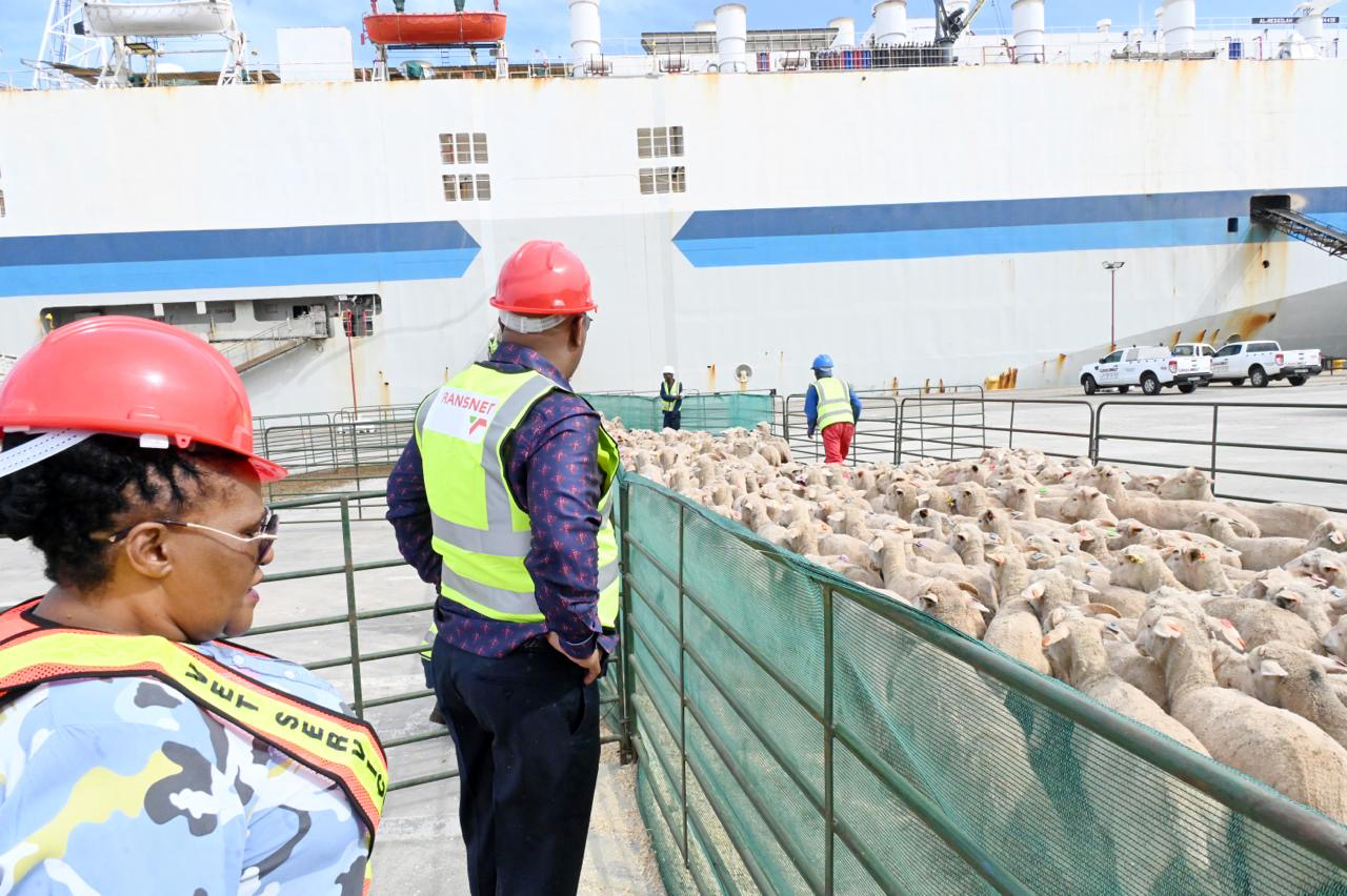 New live animal export welfare rules — will they stop the suffering ...