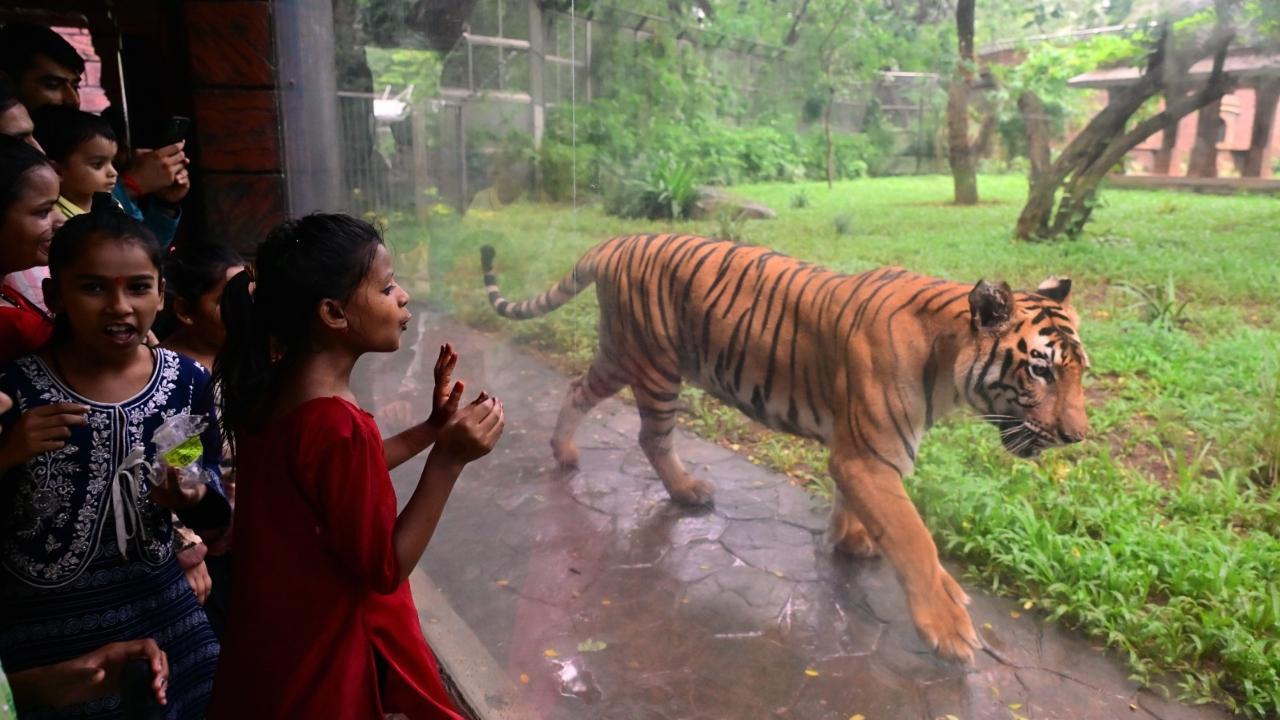 IN PHOTOS Royal Bengal Tiger thrills visitors at Byculla Zoo in Mumbai ...