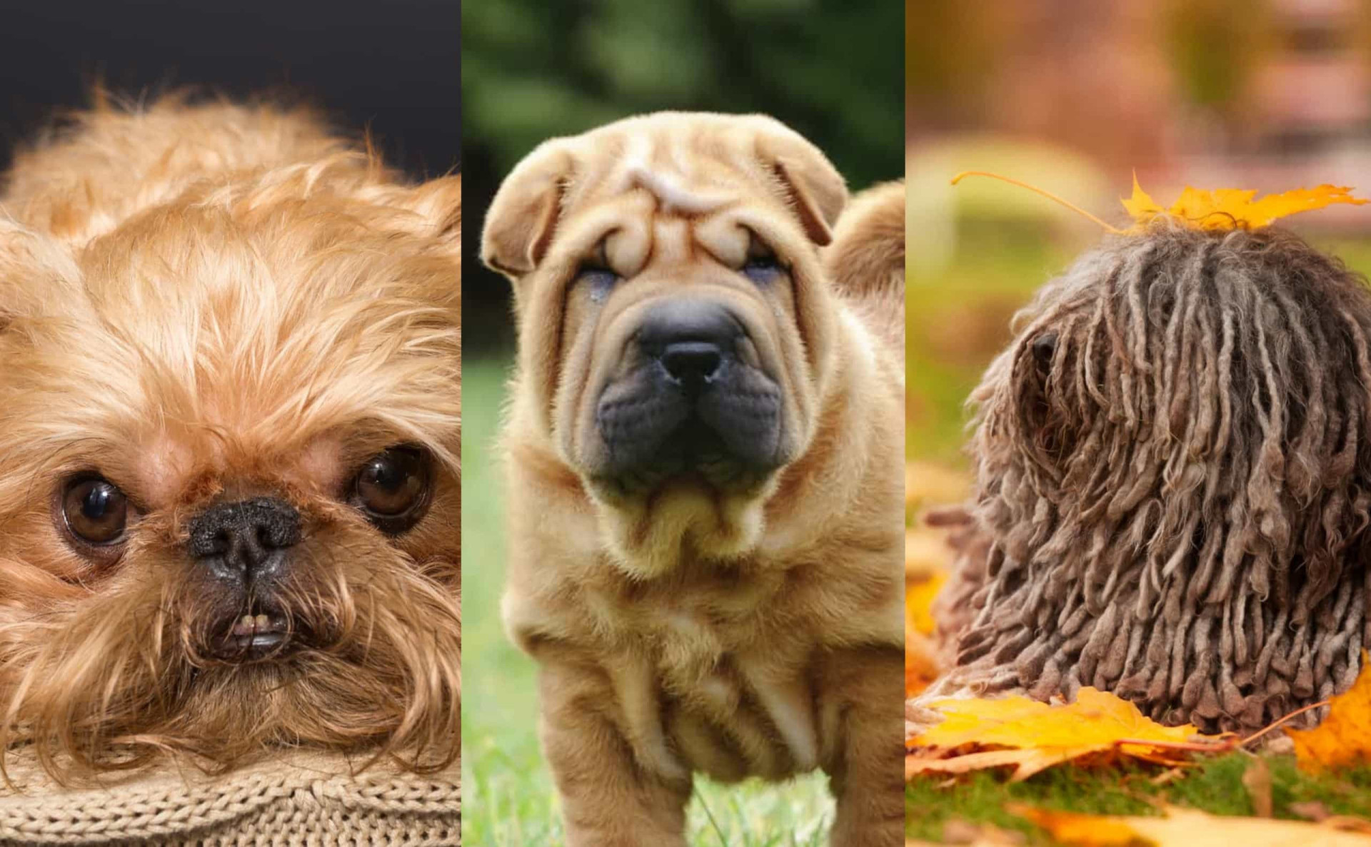 Dog Breeds With Seriously Bizarre Features