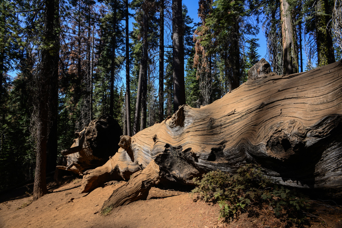 Hiker Dies in Freak Accident at Yosemite National Park