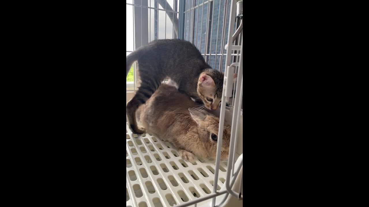 Adorable cat cuddles with rabbit in cage