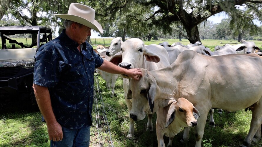Even the cows seek shade as Pasco County endures dangerous heat
