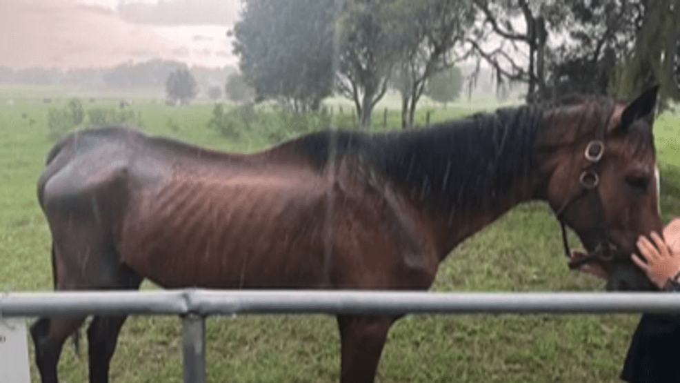17-year-old horse's tragic end leads to arrest for aggravated animal ...