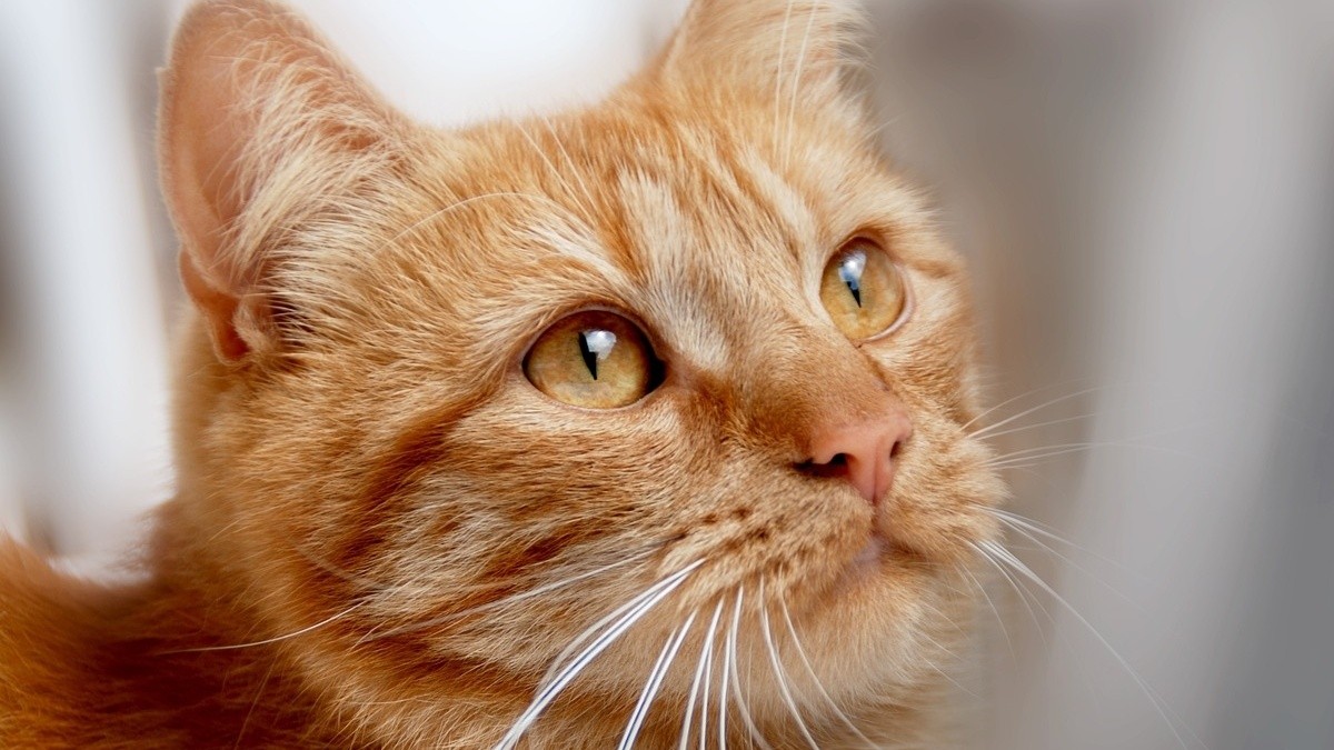Tu gato te extraña aunque estés todo el día con él: descubre la señal