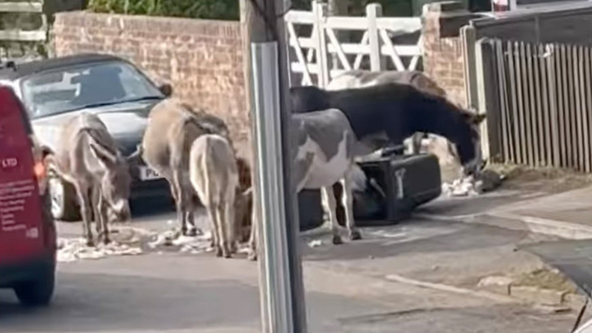 Village overrun as donkey army invades