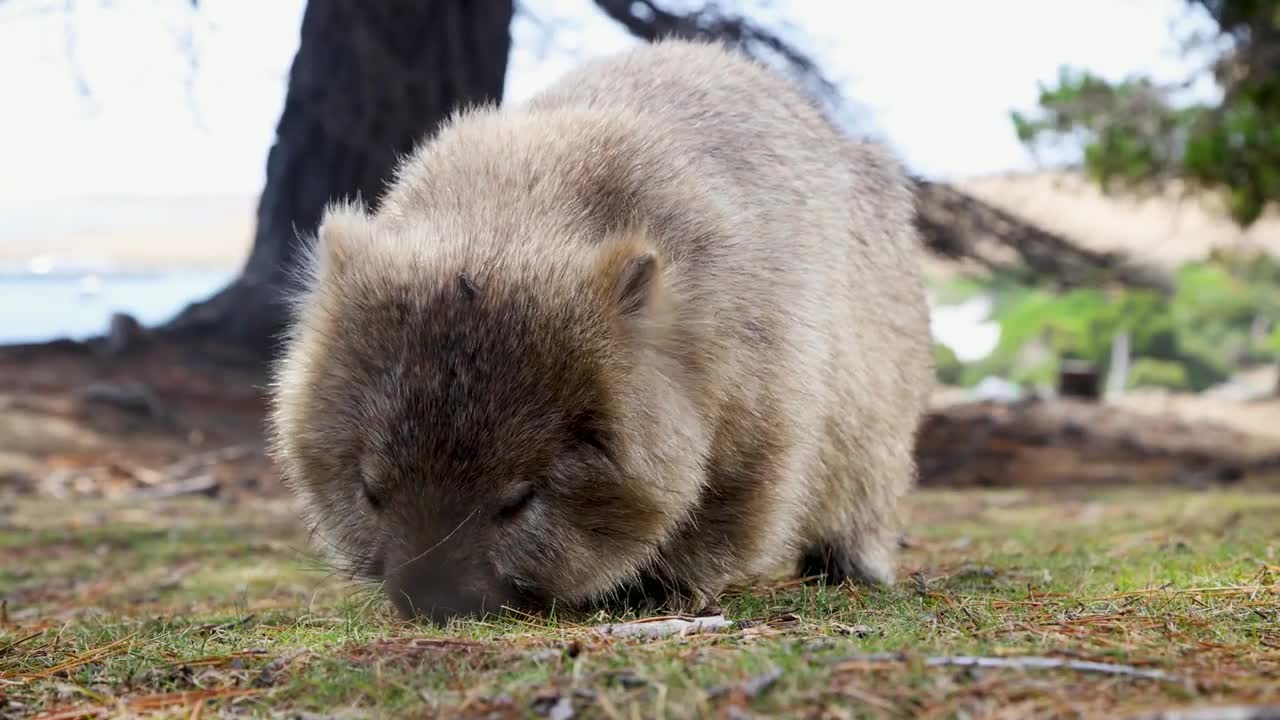 Los wombats al descubierto: una mirada fascinante a la vida marsupial