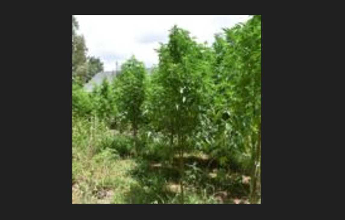 Arrest made after 26 marijuana plants found growing in Concord area