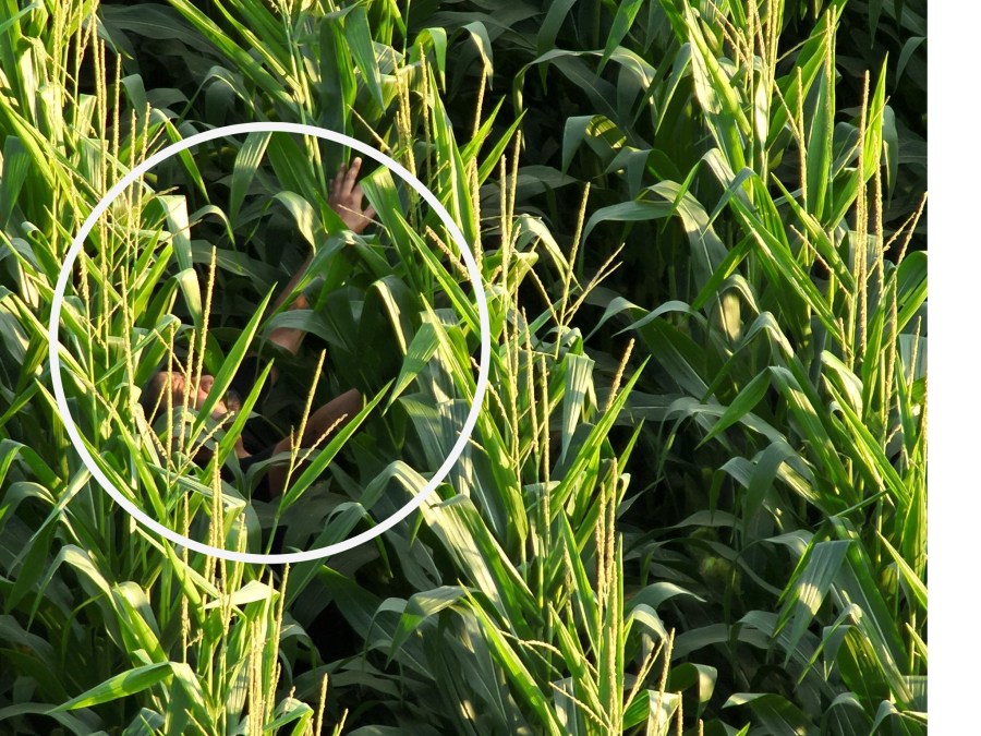 Frankfort PD: Suspect drove through corn and bean fields during police ...
