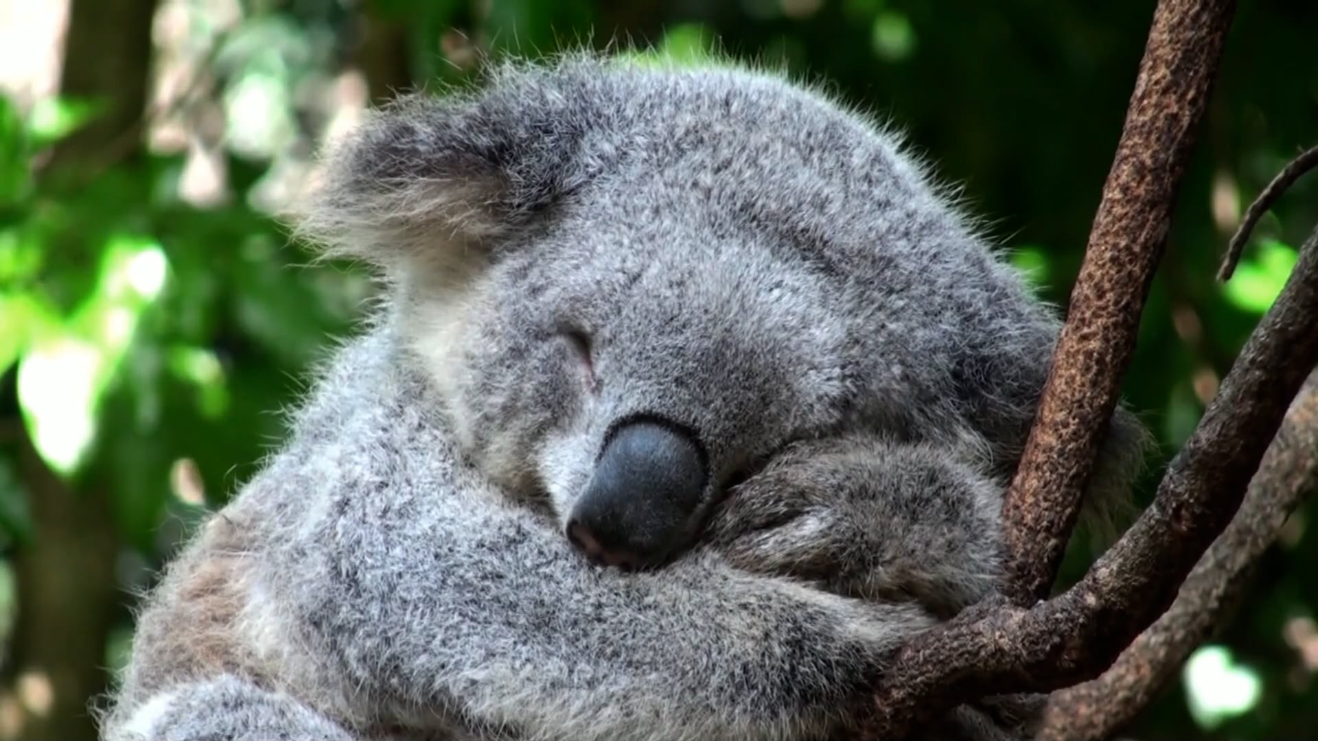 Koalan söpöys: Kurkista heidän eukalyptusmaailmaansa
