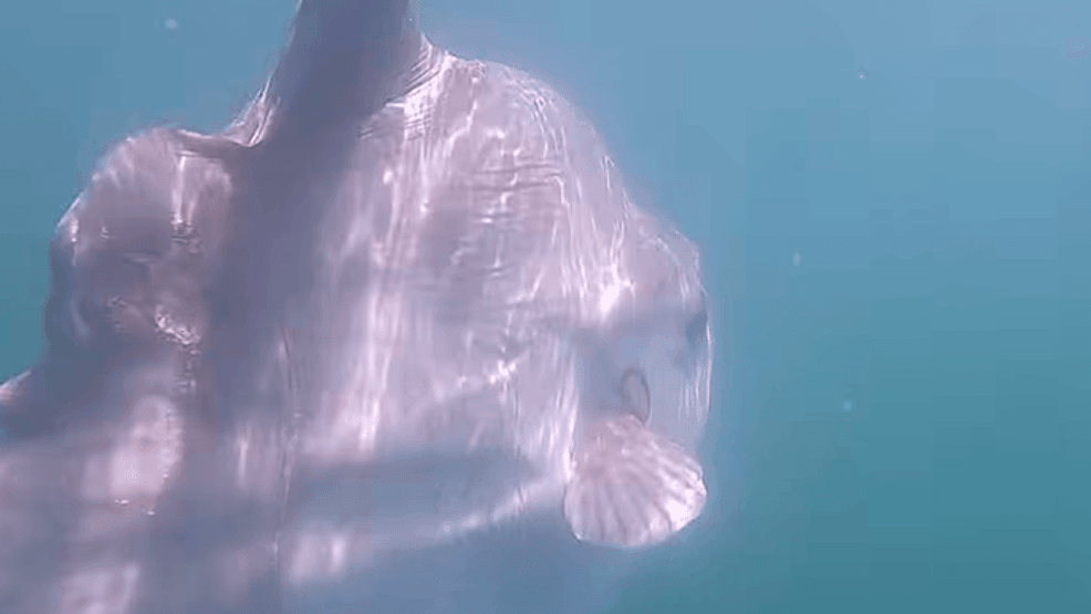 Rare sunfish captured on video in Newport waters