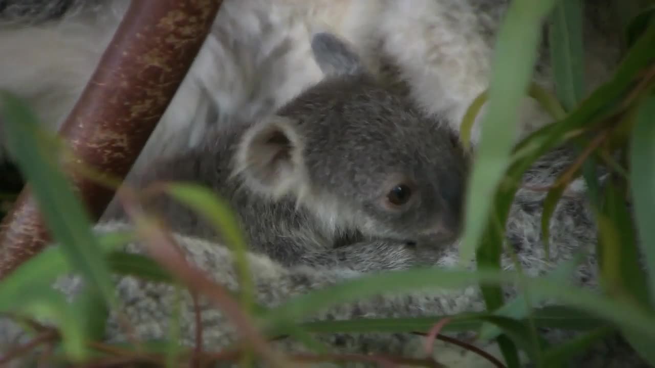 La gentillesse des koalas : découvrez leur monde d'eucalyptus