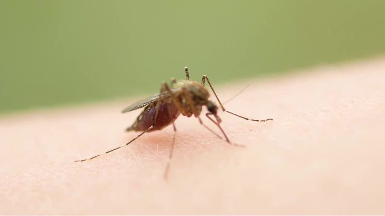Mosquito pool tests positive for West Nile Virus in Lincoln County