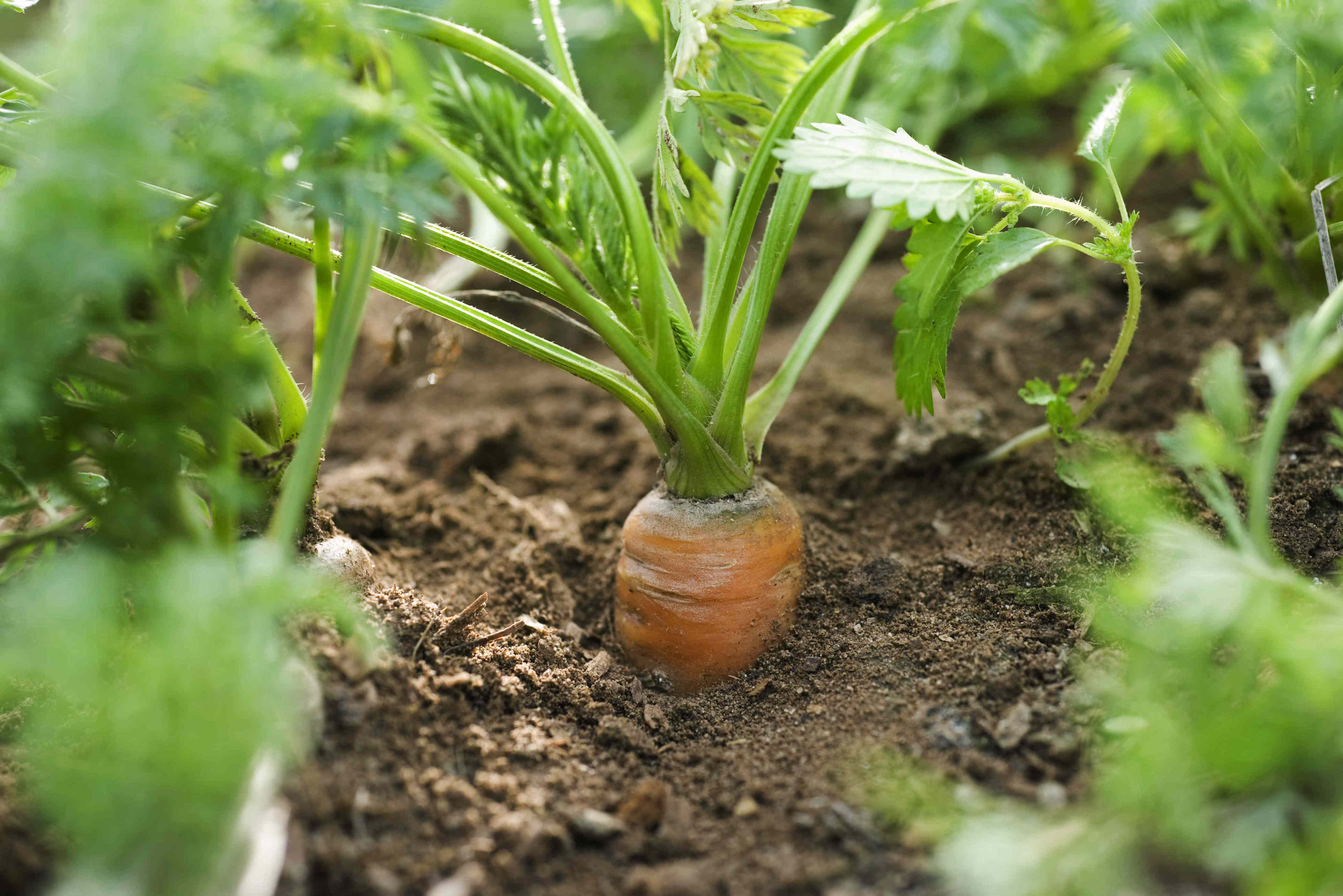 How long do carrots take to grow? Here’s what gardeners should expect