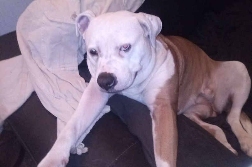 Nan says 'it could have killed me' after terrifying dog attack