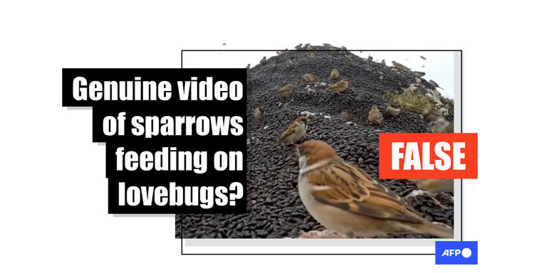 AI-generated clip of 'sparrows eating lovebugs' fools S. Korean users