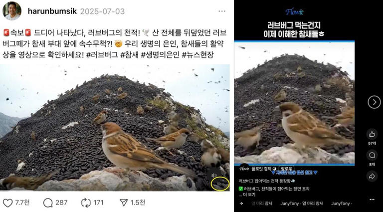 AI-generated clip of 'sparrows eating lovebugs' fools S. Korean users