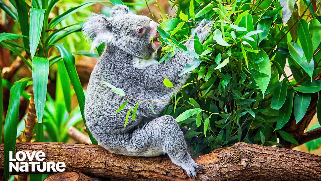 Everything You Need To Know About Koalas | Secret Life of the Koala 101+102