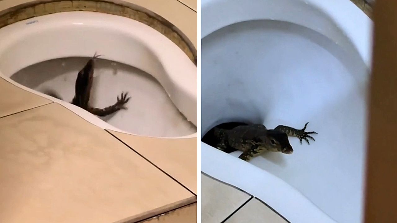 Un-flushable guest: lizard pops out of toilet to say hello