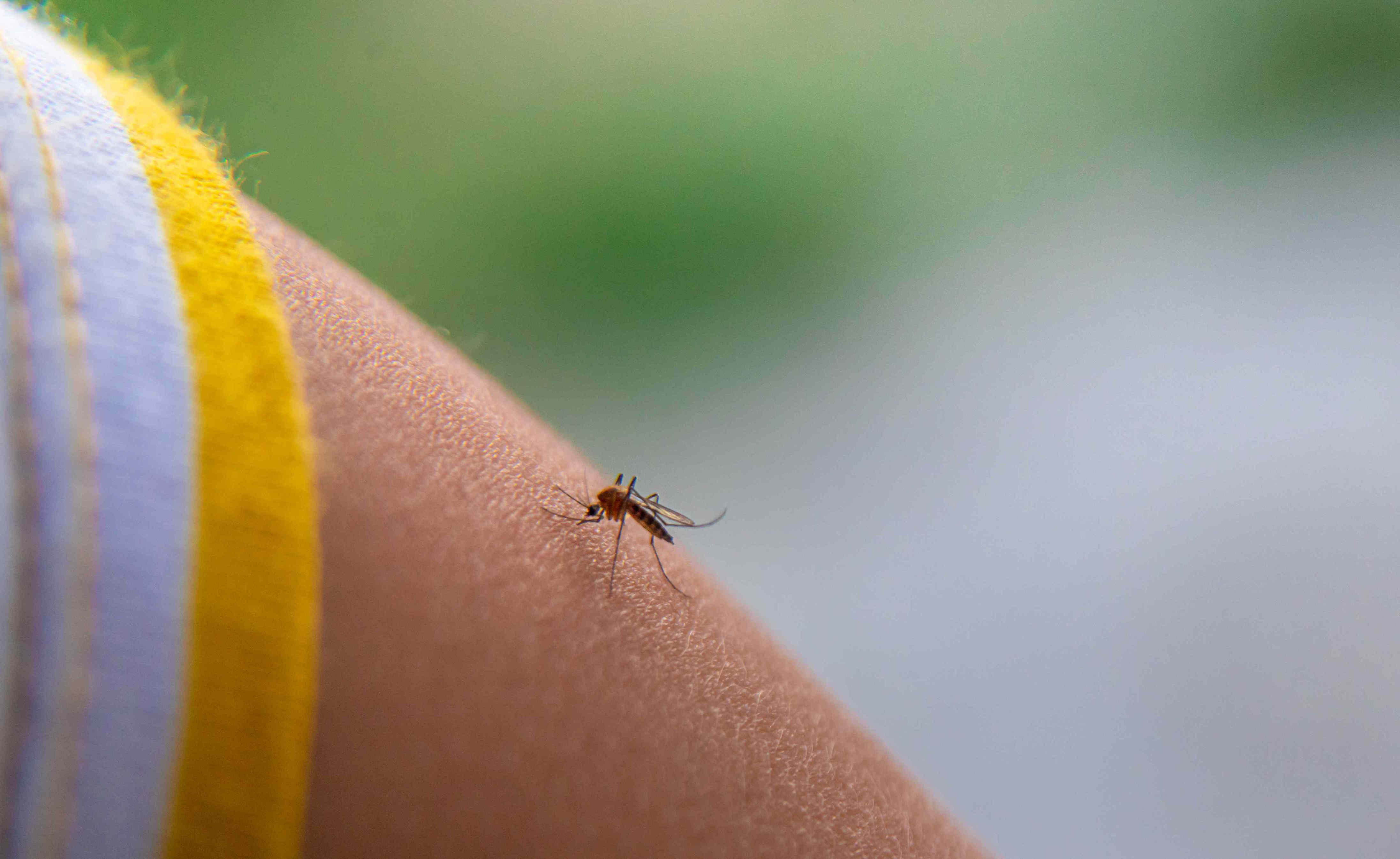 10 Natural Methods That Will Help Keep Mosquitoes Out of Your Yard This ...