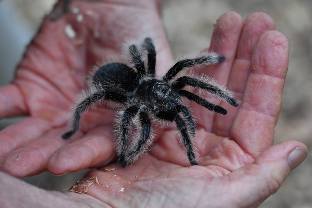 Map shows where tens of thousands of tarantulas will invade the US