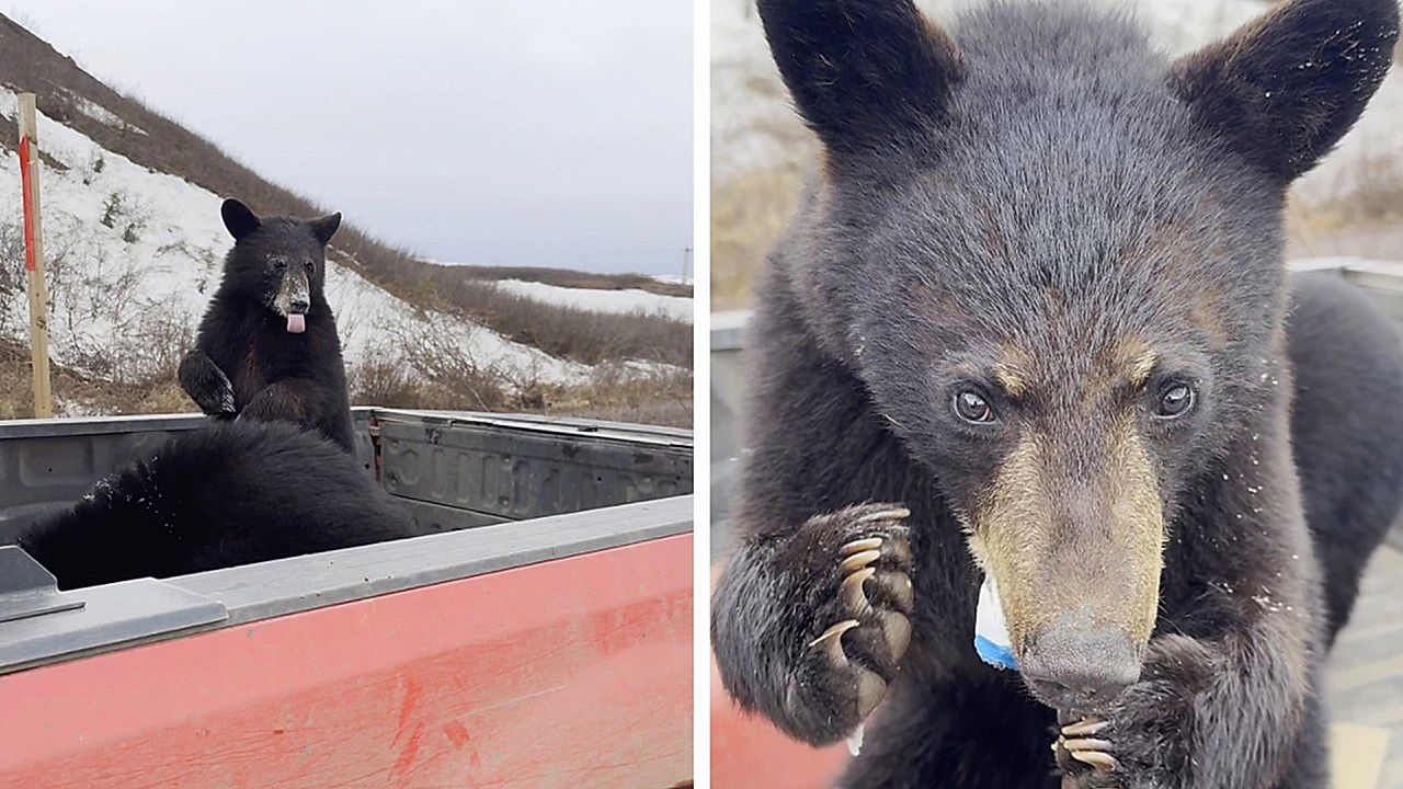 Stubborn highwaymen! Black bear family ransacks pickup truck