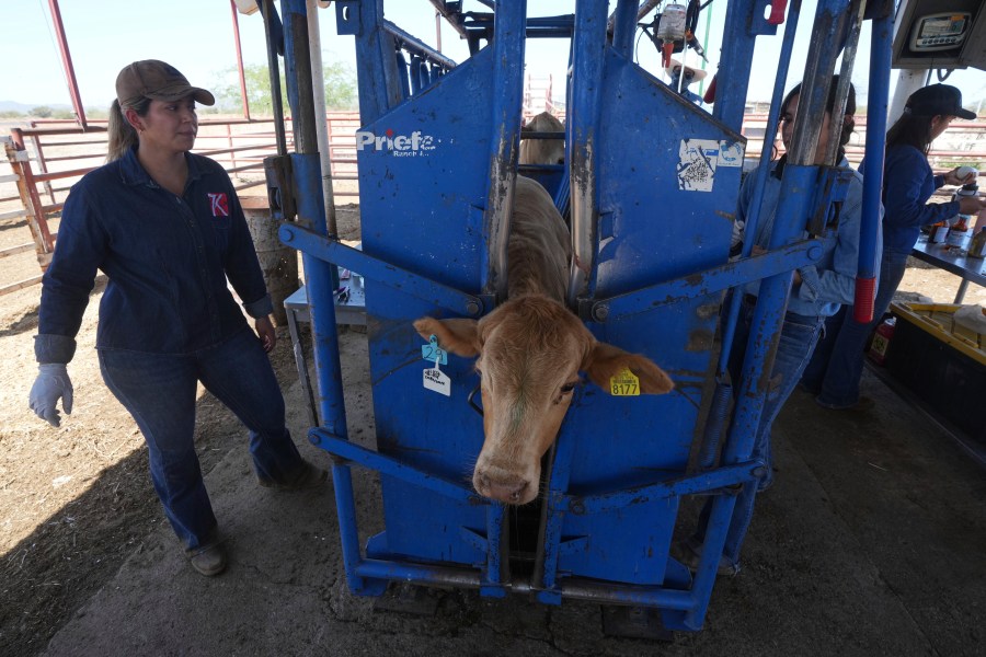 Screwworm closer to US border, threatening Texas cattle industry