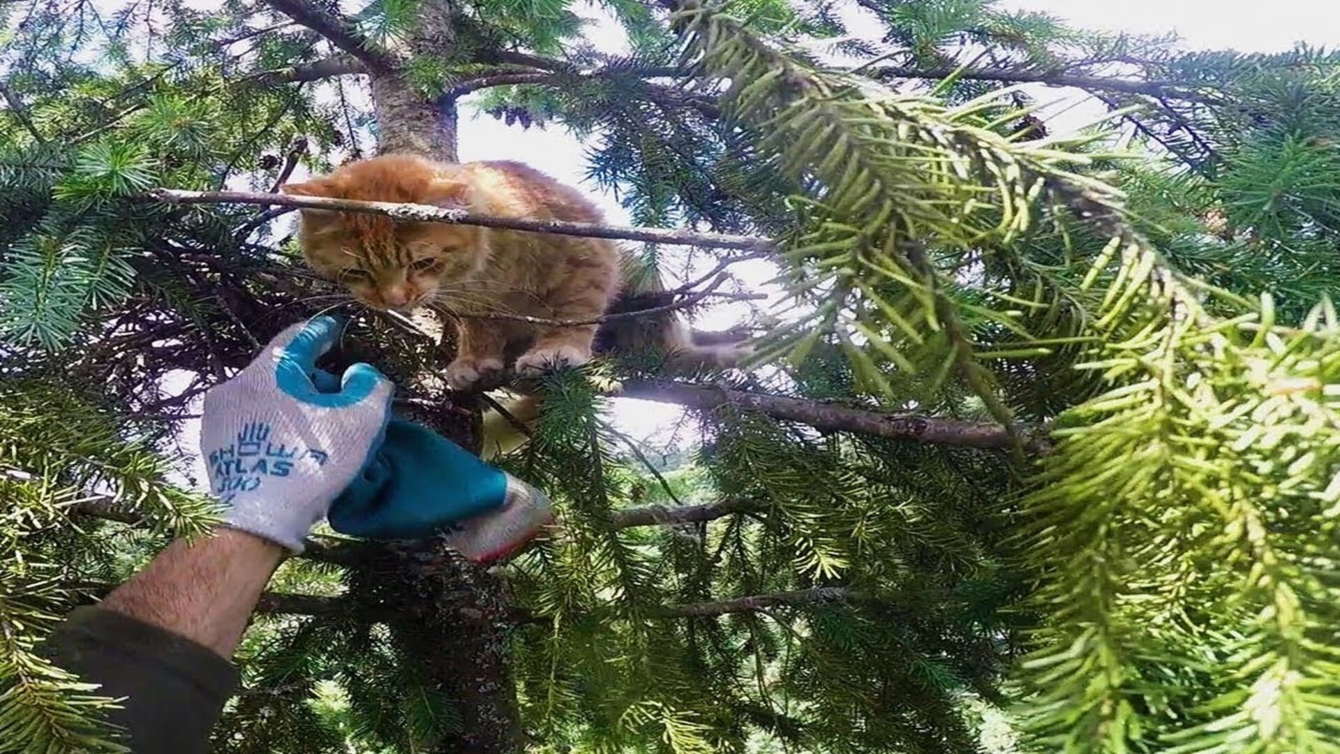 Les sauveteurs de chats dans les arbres