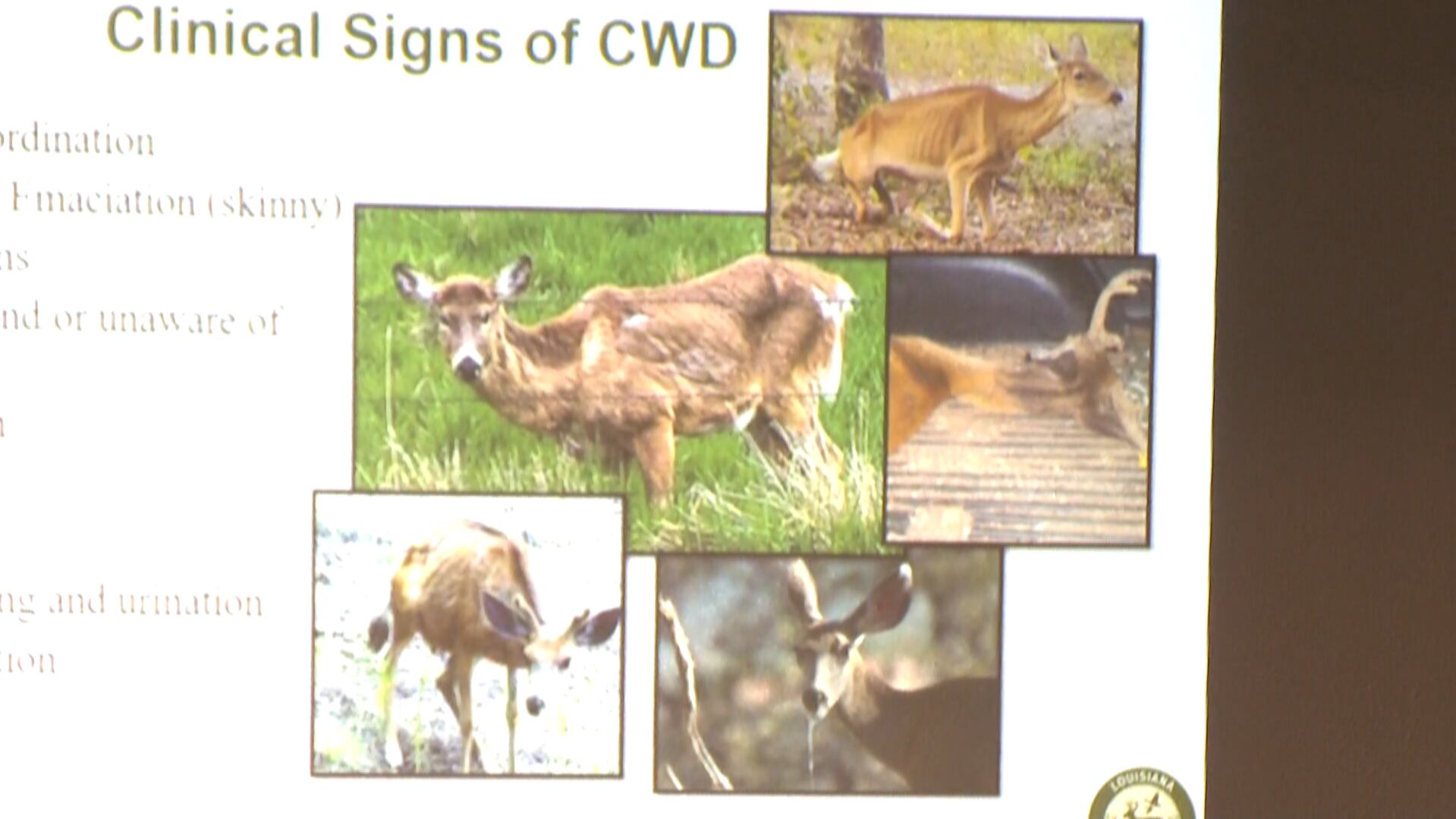 LDWF expands deer Chronic Wasting Disease control zone ahead of Cenla ...