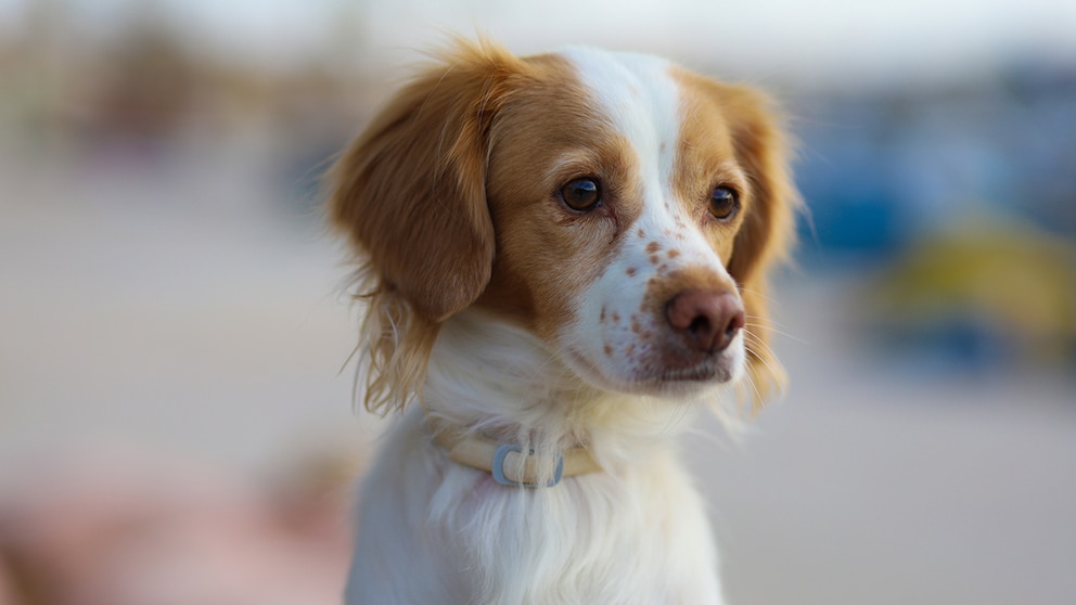Kokoni: This Dog Breed Developed Naturally Without Breeding