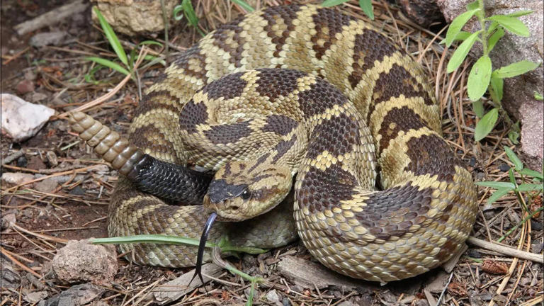 Are rattlesnakes dangerous? Know facts about their venom, behaviour ...