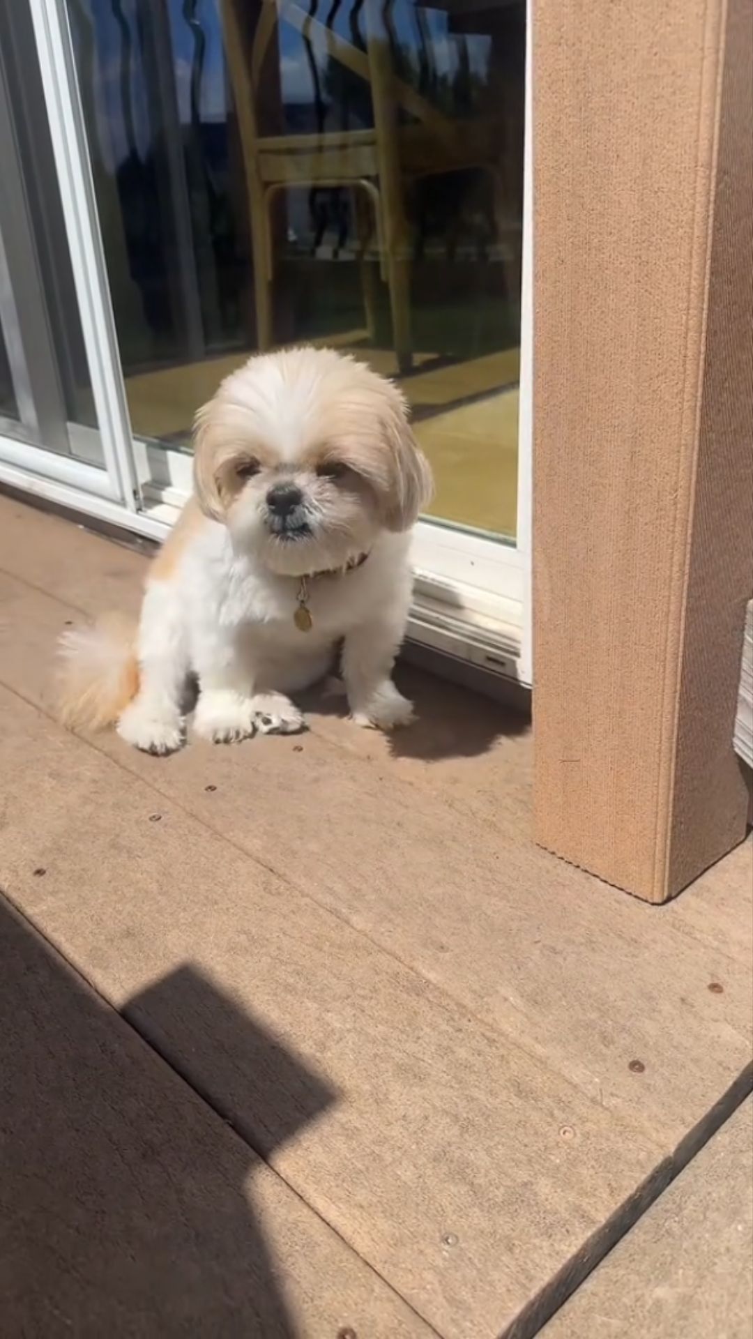 It’s Hot Outside – This Dog’s Reaction Says It All