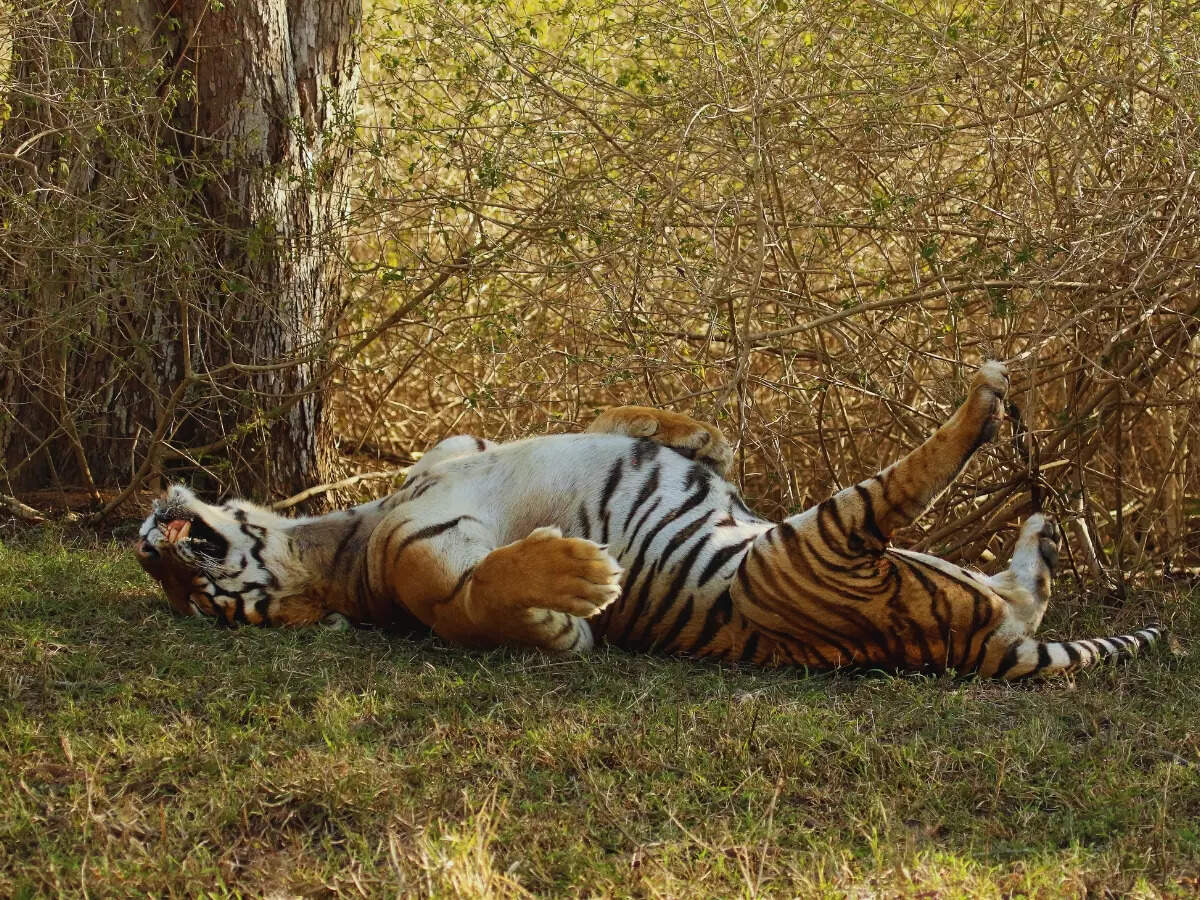 Kaziranga joins India’s top 5 tiger density hotspots; here are the five ...