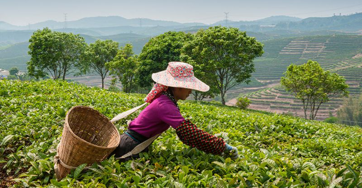 The Top Tea-Producing Countries In The World
