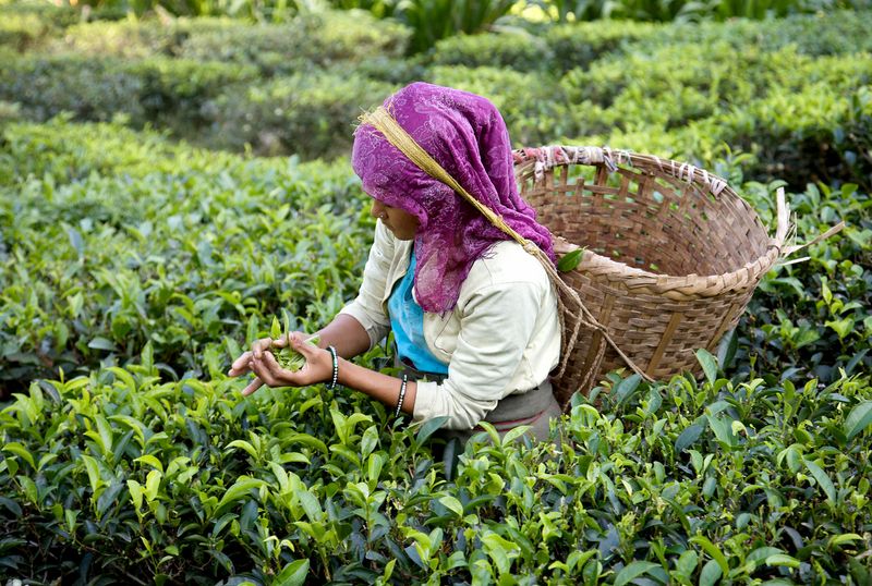 The Top Tea-Producing Countries In The World